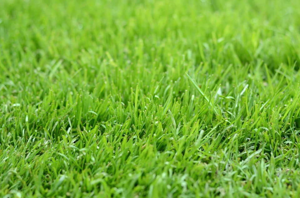 Méthodes de fertilisation : les plus efficaces pour votre pelouse – Bleen